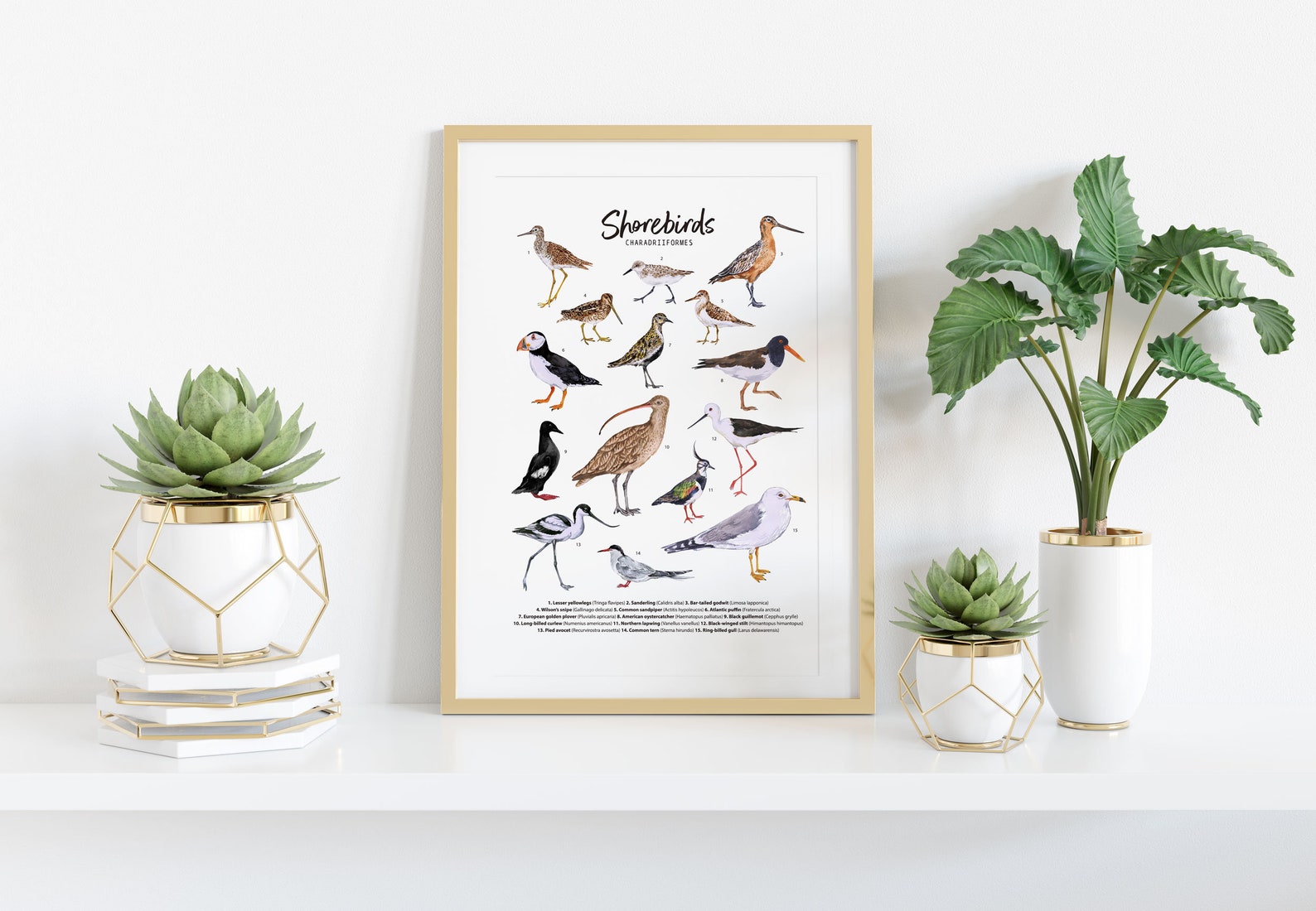 Shorebirds Educational Poster | Classroom Wall Décor | Watercolor Print ...