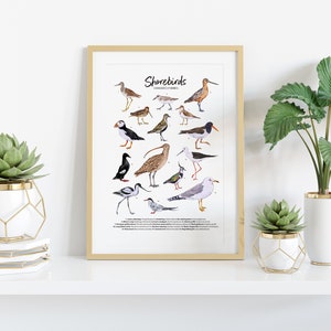 Shorebirds Educational Poster | Classroom Wall Décor | Watercolor Print ...