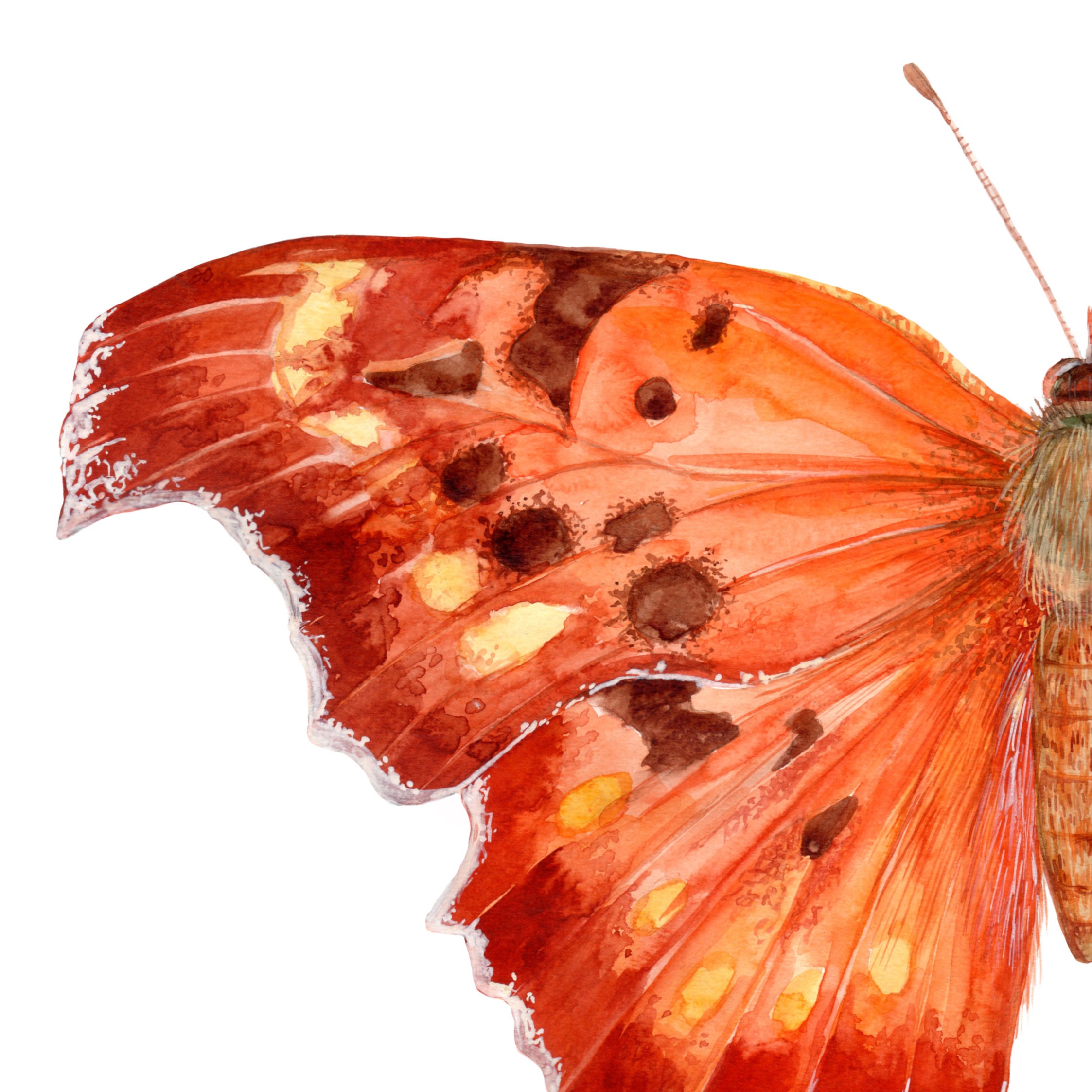 Question Mark Butterfly Print Polygonia Interrogationis | Etsy