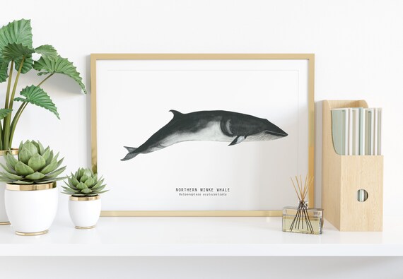 Tekening Dwergvinvis