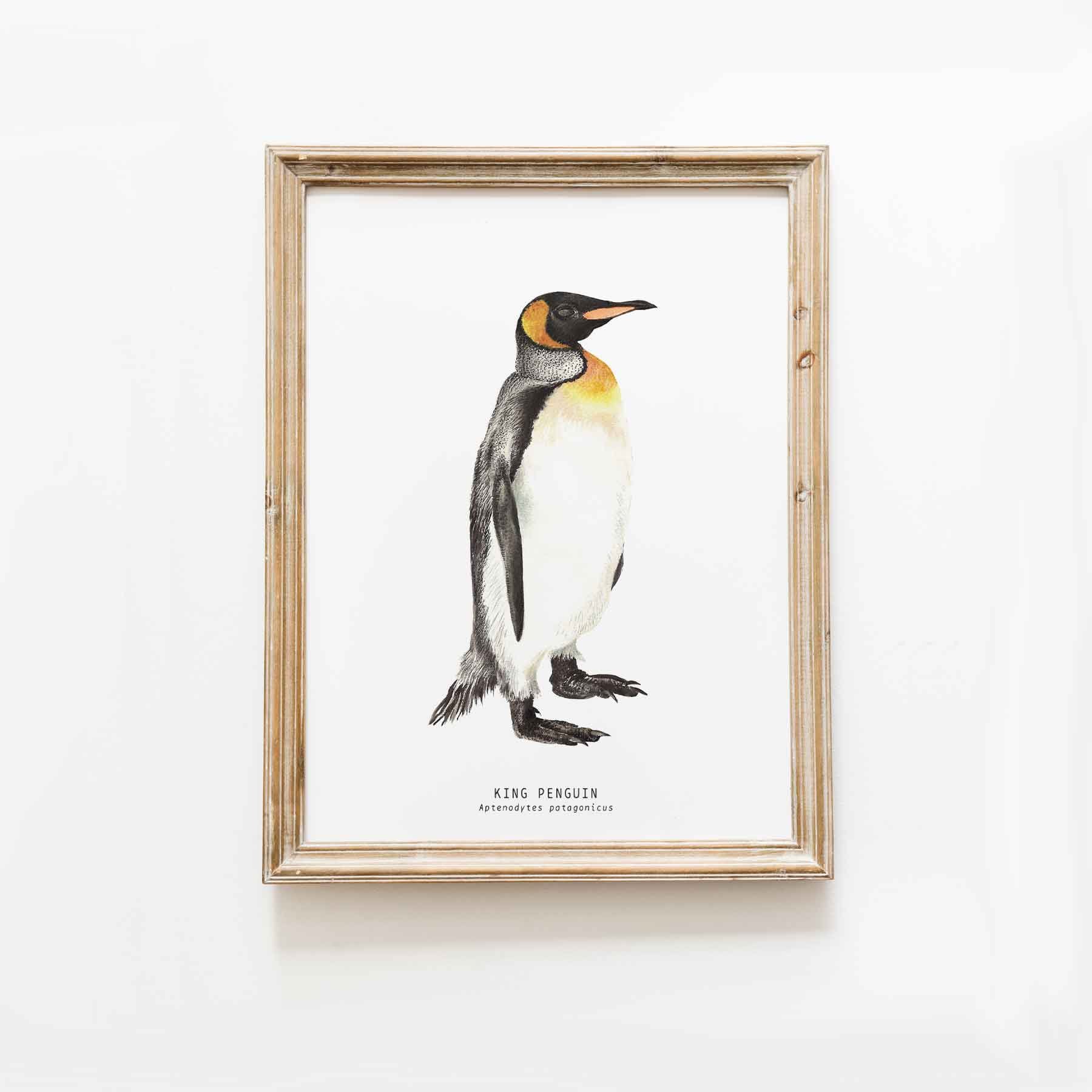 King Penguin Drawing