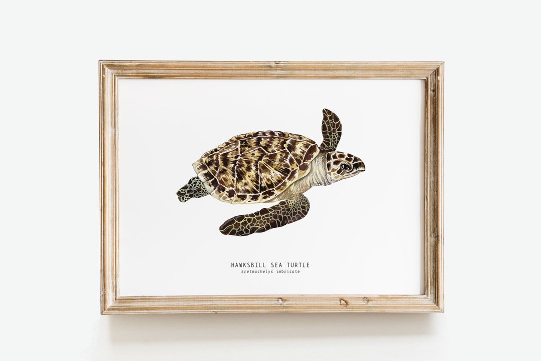 Hawksbill Sea Turtle Print | Eretmochelys Imbricate Living Room Poster ...