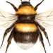 Buff-tailed Bumblebee Wall Decor | Housewarming Gift | Bee Lover ...