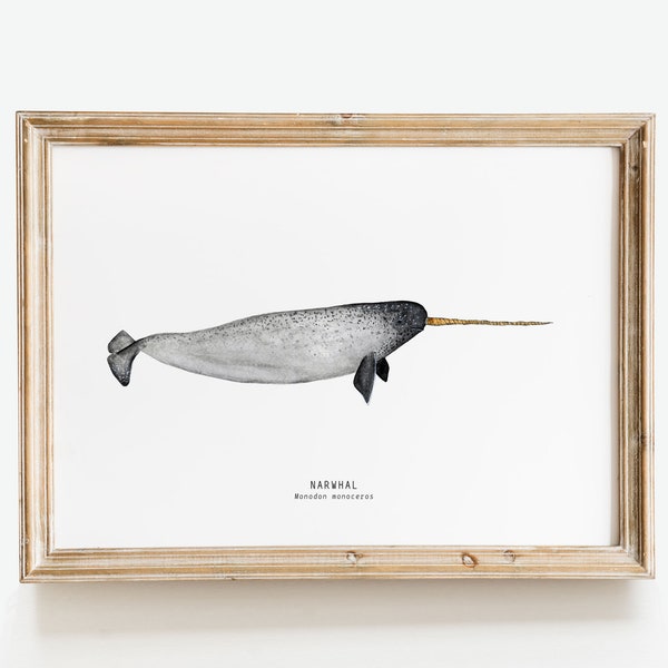 Narwhal Print - Etsy