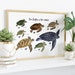 Sea Turtles of the World Wall Art | Nautical Home Décor | Ocean Animals ...