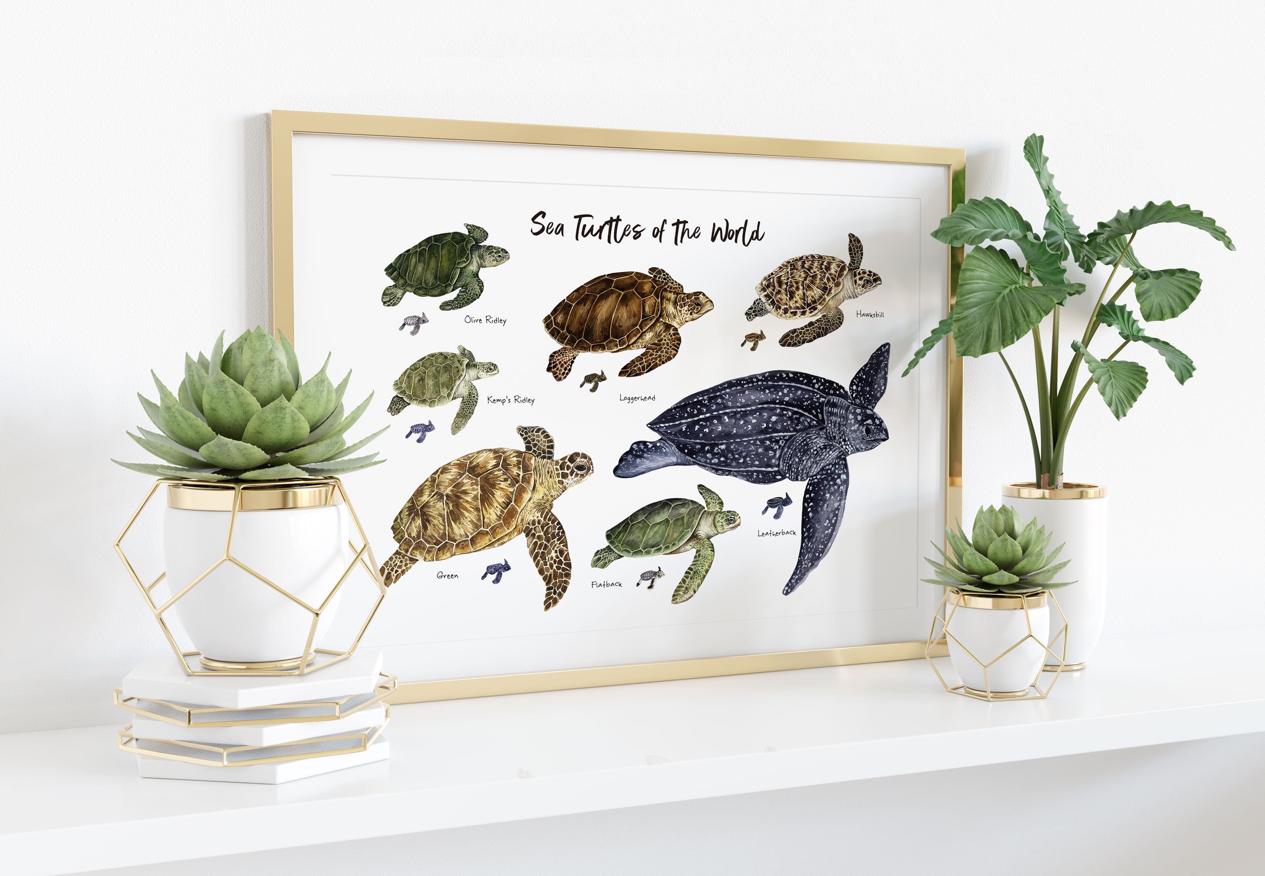 Sea Turtles of the World Wall Art Nautical Home Décor | Etsy