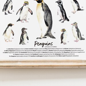Penguin Species, Types Art Print | Ocean, Beach Living, Nursery, Kids ...