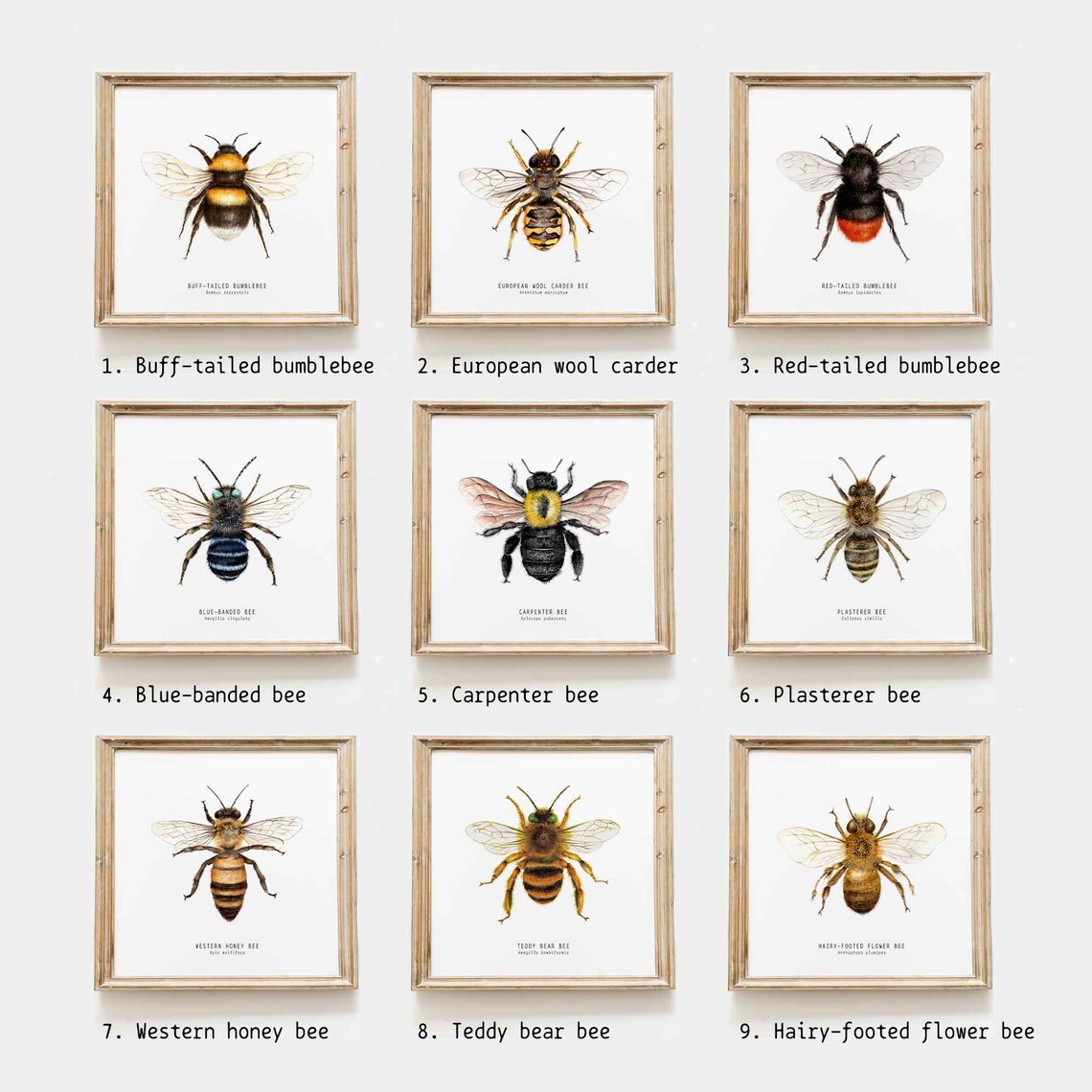 Bees of the World Set of 3 Prints Art Collection - Etsy
