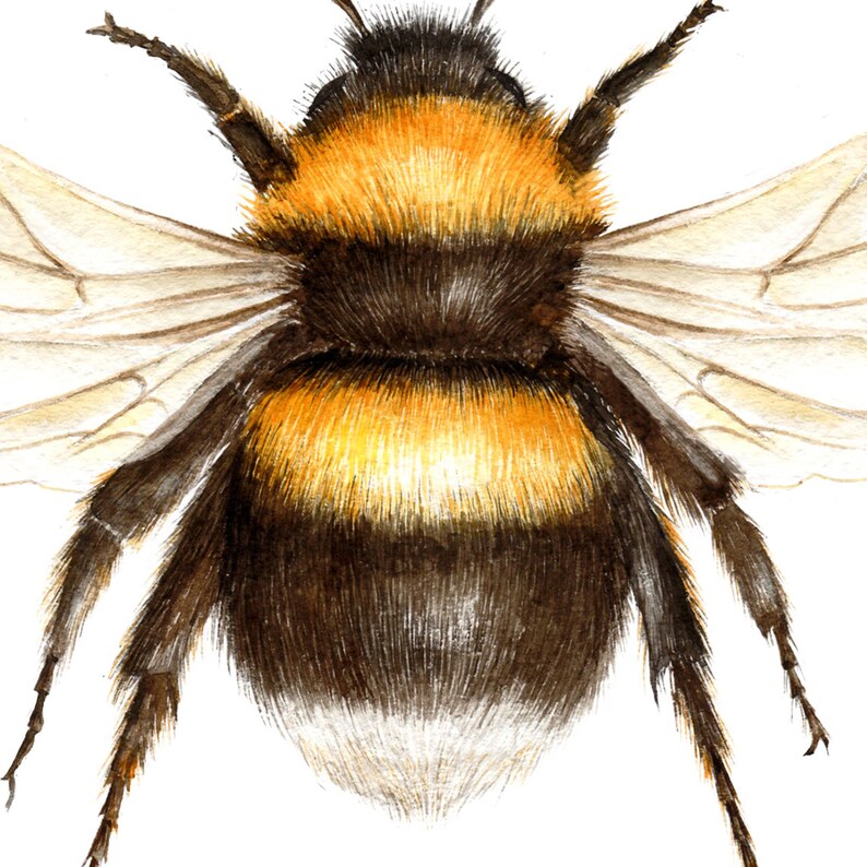 Bees of Britain Educational Classroom Poster British Bees | Etsy