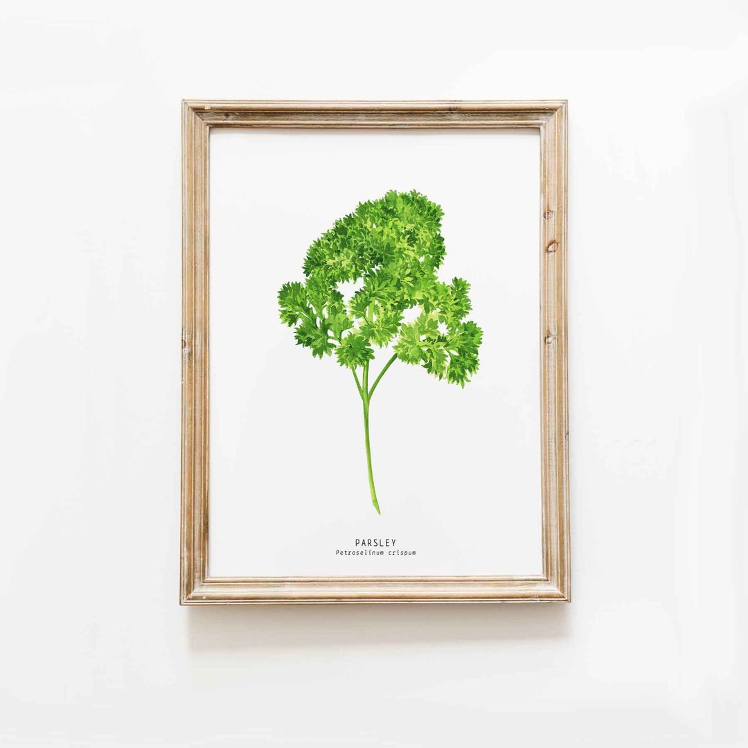 Parsley Herb Print | Kitchen Decor Herb Print | Homeschool Educational ...