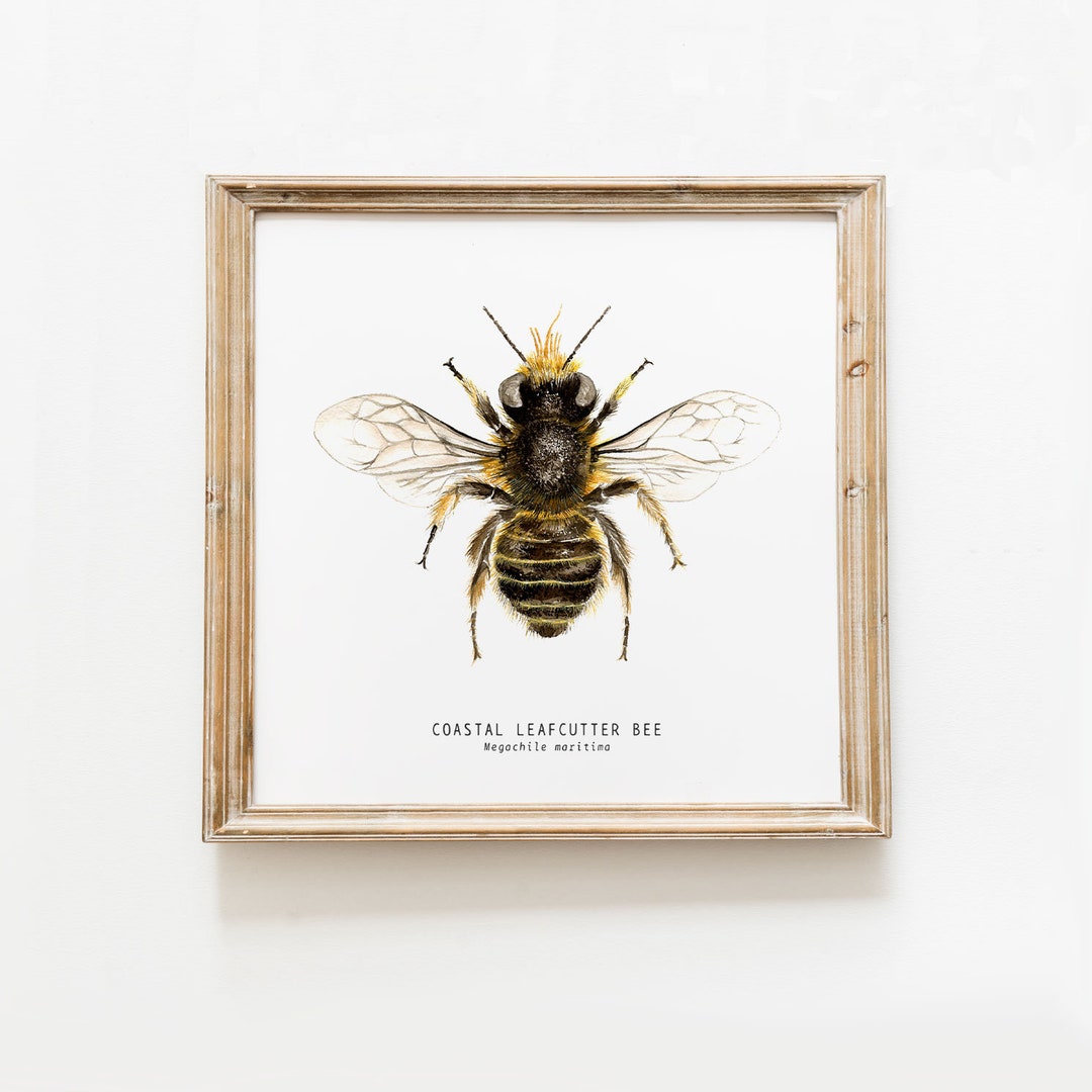 Coastal Leafcutter Bee Art Print |watercolor Bee Wall Decor ...