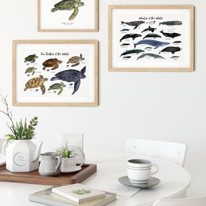 Sea Turtles of the World Wall Art | Nautical Home Décor | Ocean Animals ...