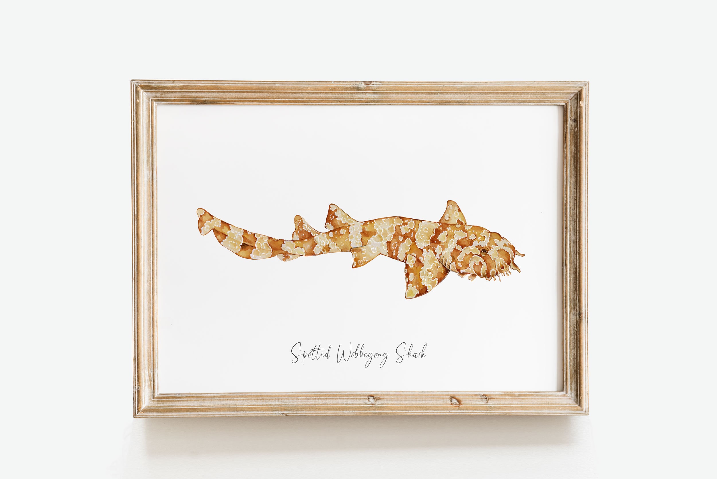 Wobbegong