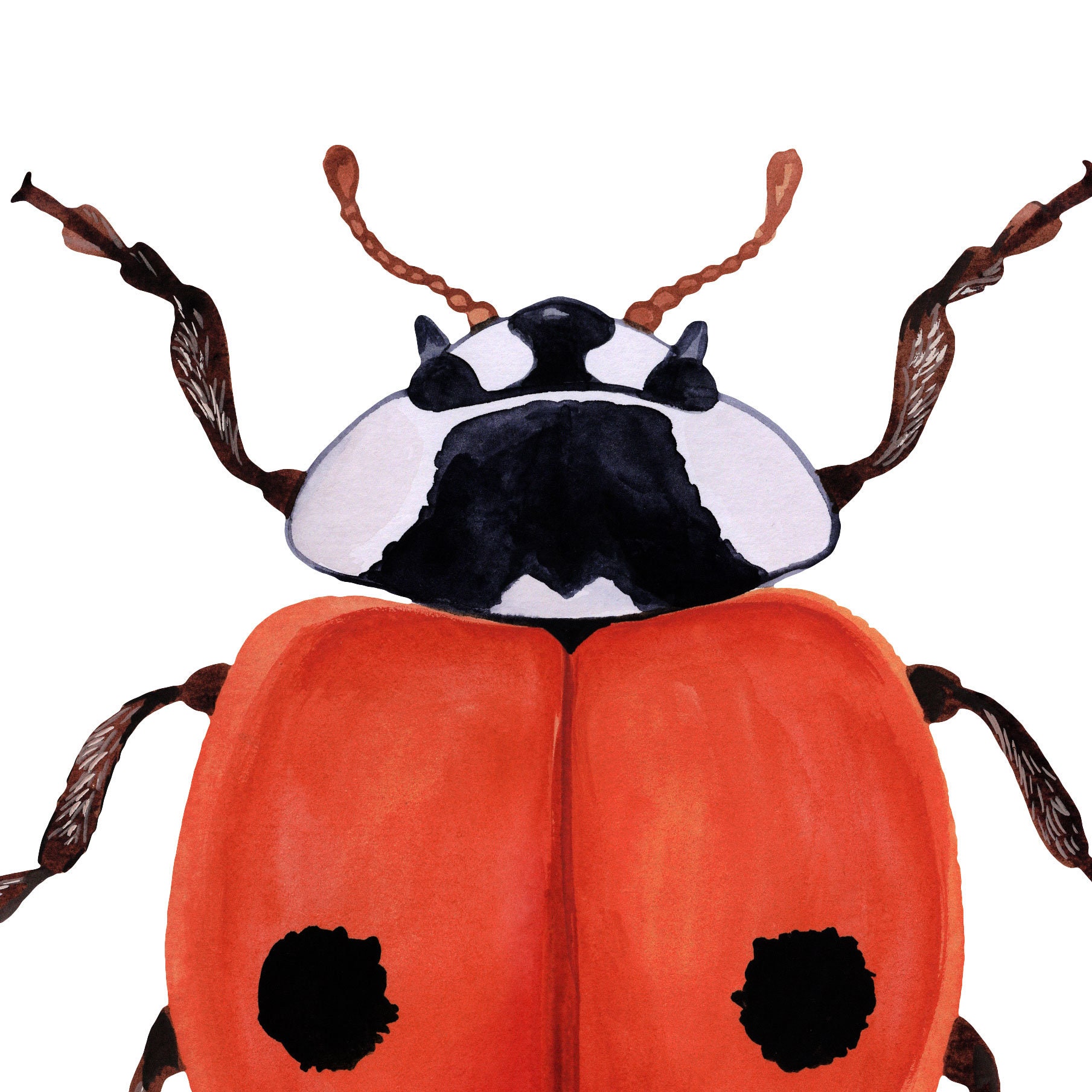 Lady Beetles Art Print | Ladybugs, Ladybirds | Living Room Wall Décor ...