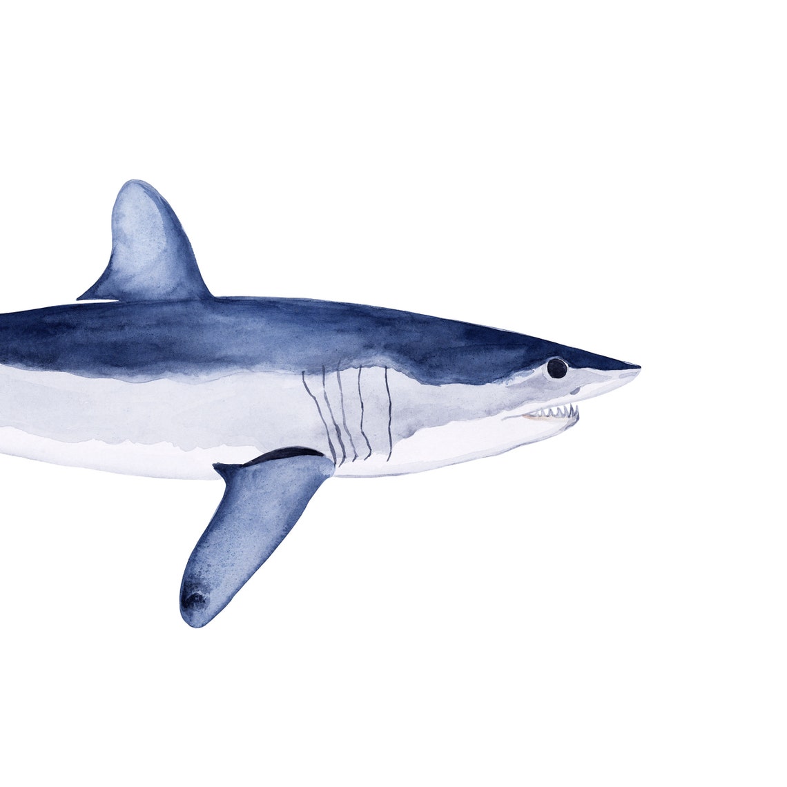 Shortfin Mako Shark Watercolor Fine Art Print | Shark Poster Gift ...