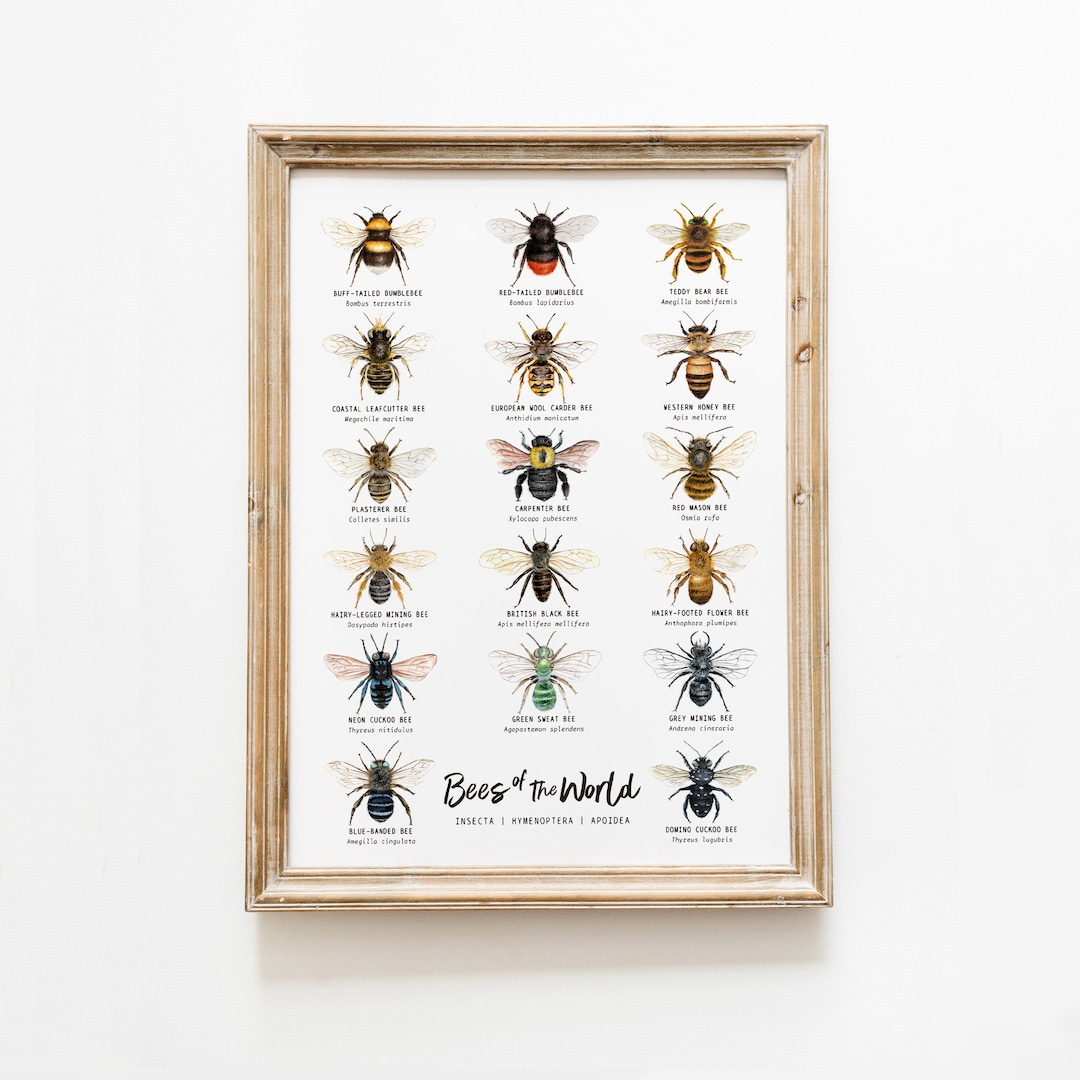 Bees of the World Classroom Wall Art | Homeschool Poster | Montessori ...