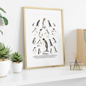 Penguin Species, Types Art Print | Ocean, Beach Living, Nursery, Kids ...