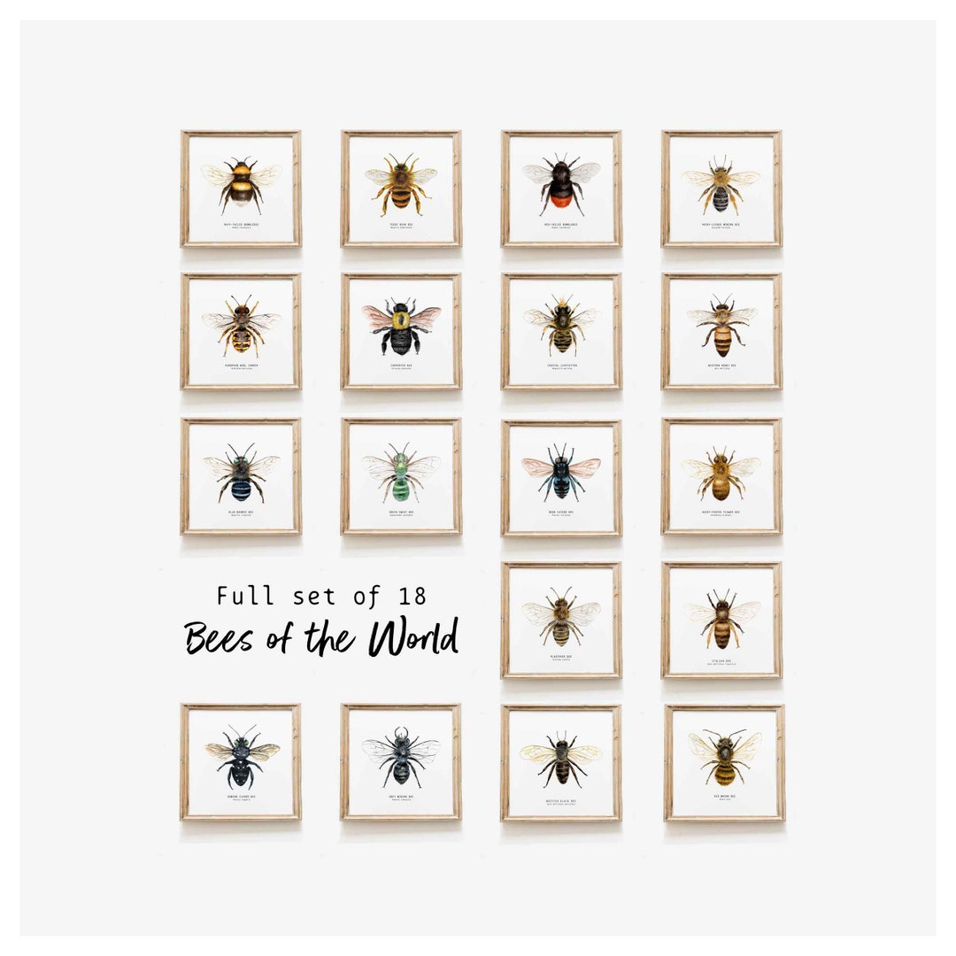 Bees of the World Set of 18 Art Prints | Art Collection | Montessori ...