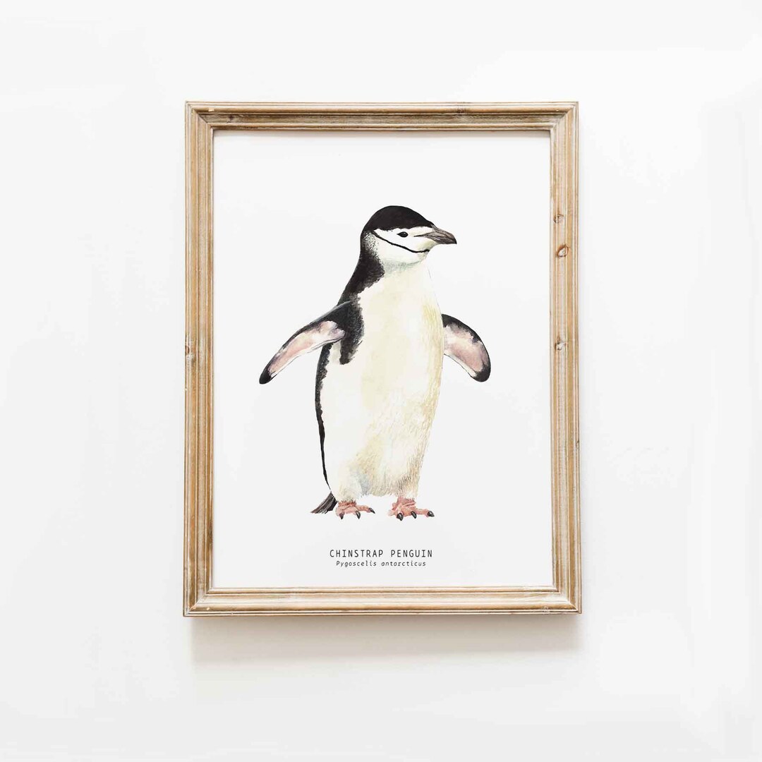 Chinstrap Penguin Watercolor Fine Art Print | Gallery, Nursery, Living ...
