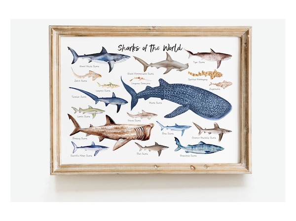 Shark Unit Study, Realistic Shark, Shark Packet, Montessori, 3 Part ...