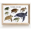 Turtle Print - Etsy