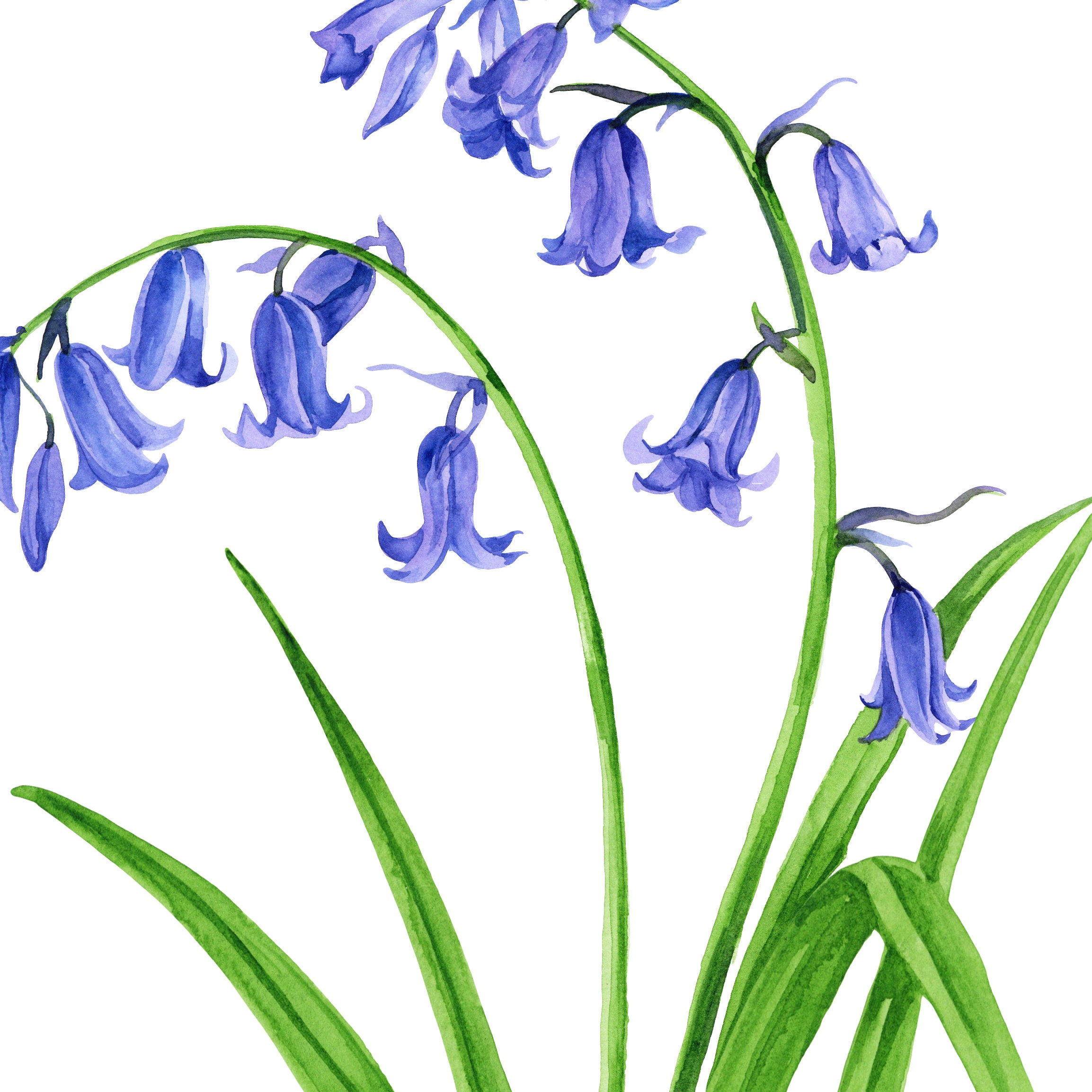 Bluebell watercolour hand painted art print English | Etsy