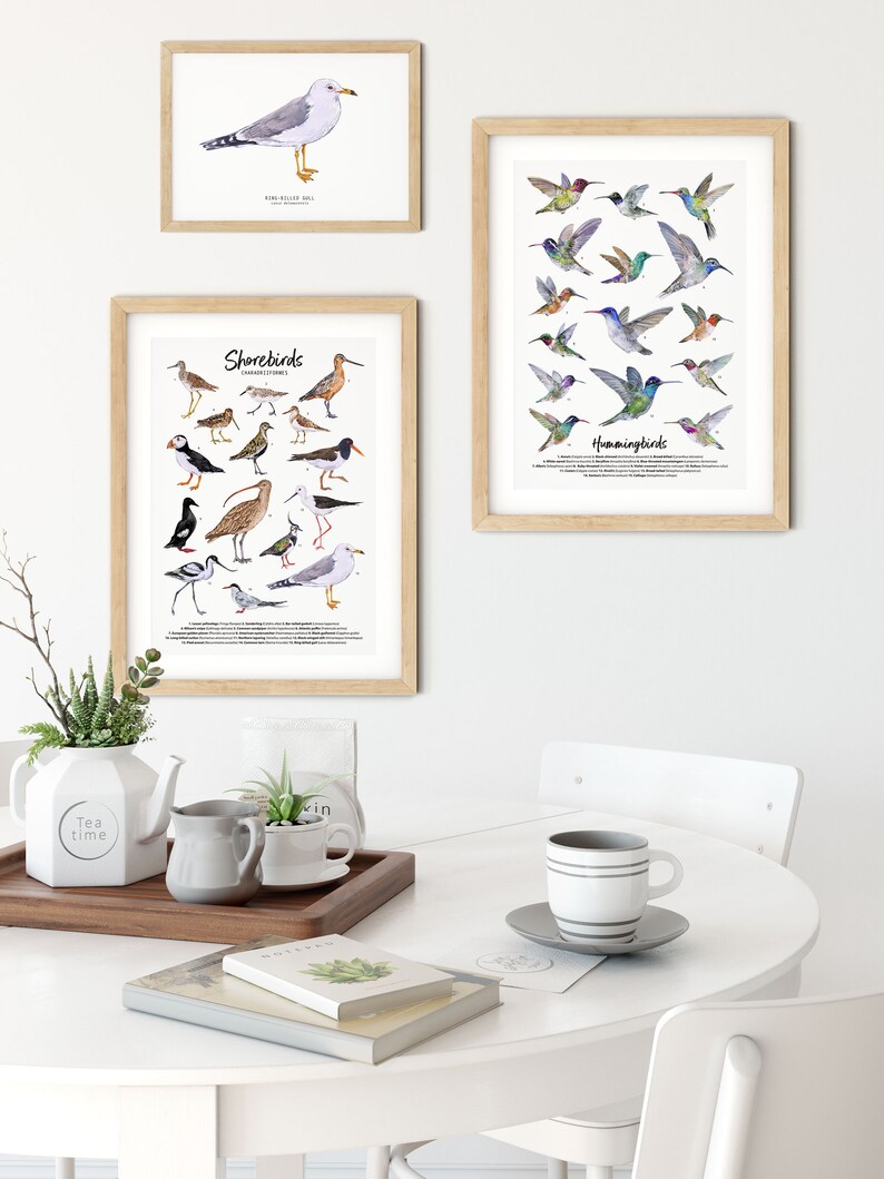Shorebirds Educational Poster | Classroom Wall Décor | Watercolor Print ...