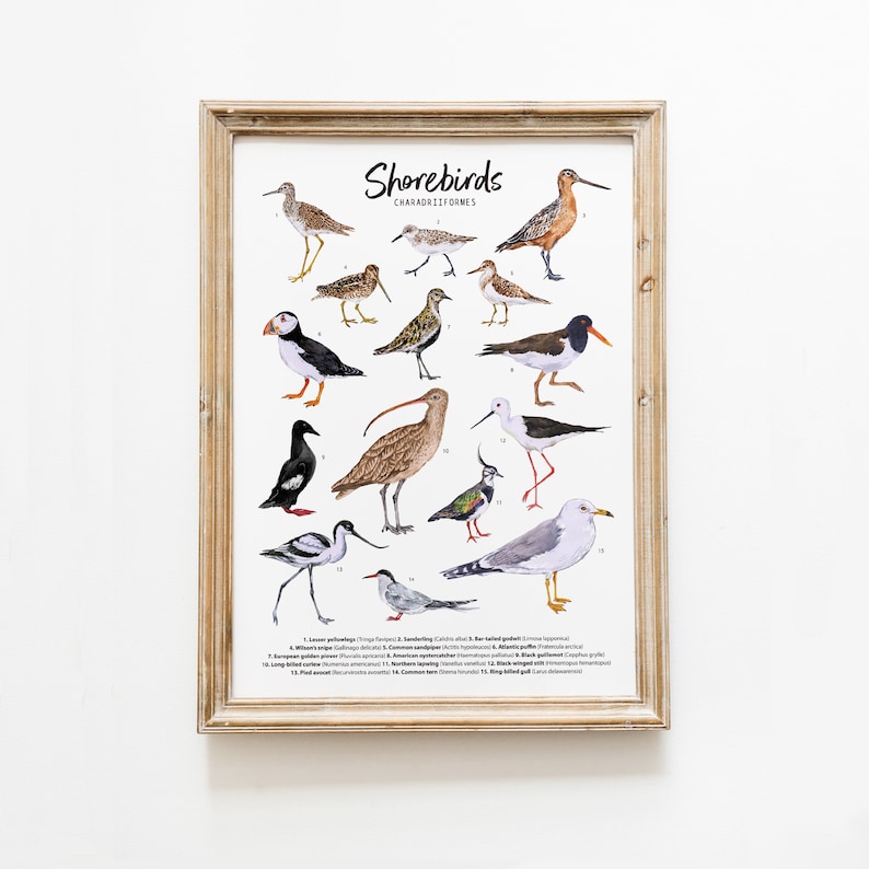 Shorebirds Educational Poster | Classroom Wall Décor | Watercolor Print ...