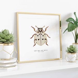 Ashy Gray Ladybug, Ladybird, Lady Beetle Print | Living Room, Dining ...