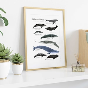 Baleen Whales Educational Print | Montessori Materials | Homeschool ...