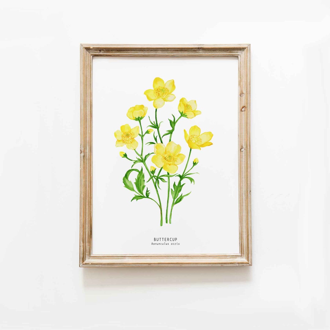 Buttercup Flowers Watercolor Wall Art Print | Meadow Buttercups Floral ...