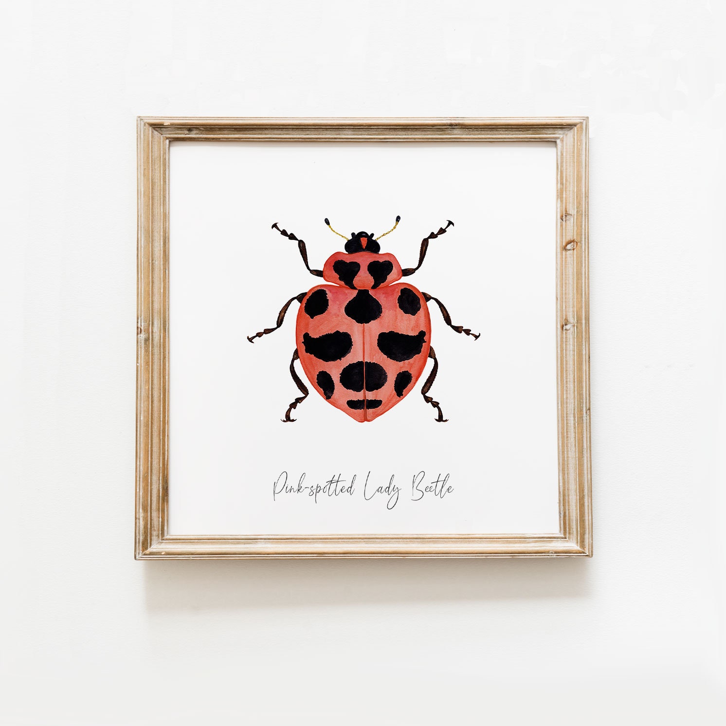 Pink-spotted Ladybug, Ladybird, Lady Beetle Print | Living Room, Dining ...