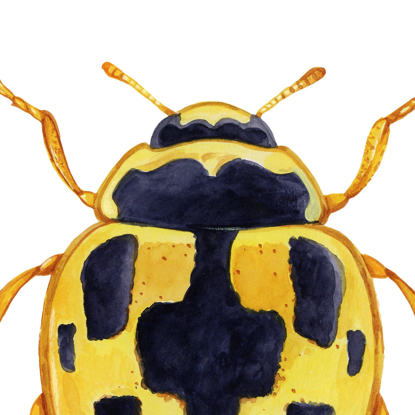 Checker Spot Ladybug, Ladybird, Lady Beetle Print | Living Room, Dining ...