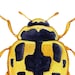Checker Spot Ladybug, Ladybird, Lady Beetle Print | Living Room, Dining ...