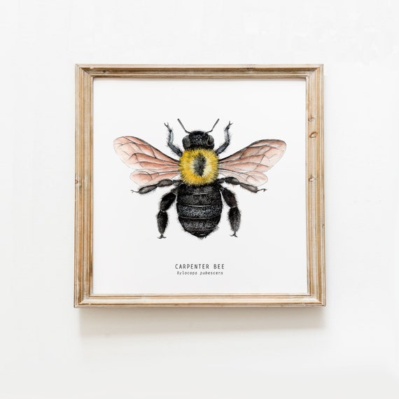 Carpenter Bee Art Print Watercolour Art Bees Wall Art | Etsy