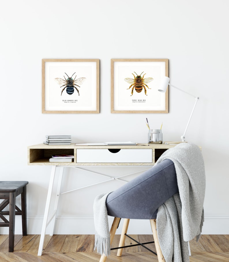 Blue Banded Bee Art Print | Bee Birthday Gift | Bees Wall Art ...
