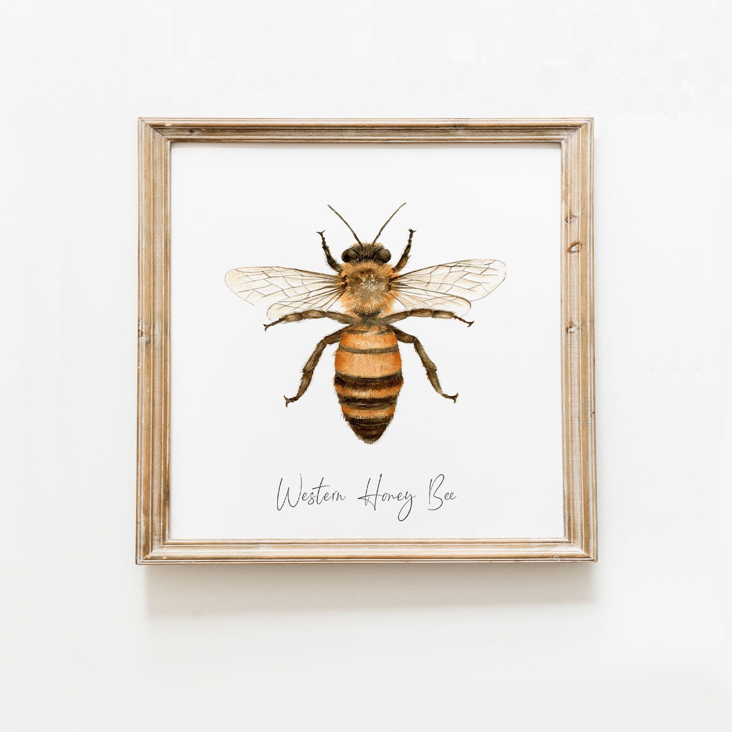 Western Honey Bee Art Print Montessori Insect Art Bees - Etsy Australia