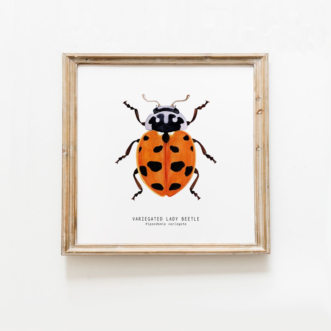 Variegated Ladybug, Ladybird, Lady Beetle Print | Living Room, Dining ...