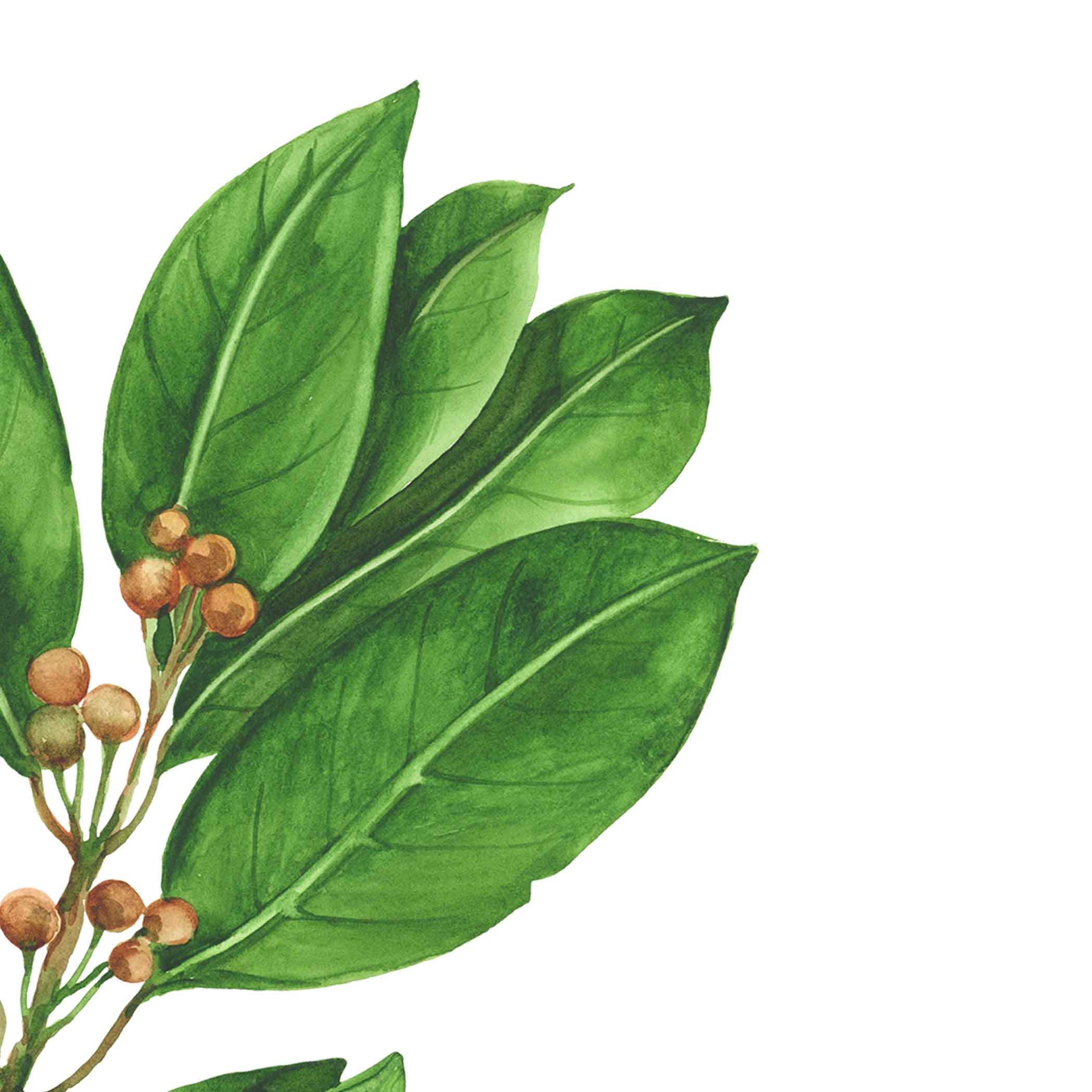 Bay Leaf Herb Print | Herb Wall Art | Entry Wall Décor | Kitchen ...