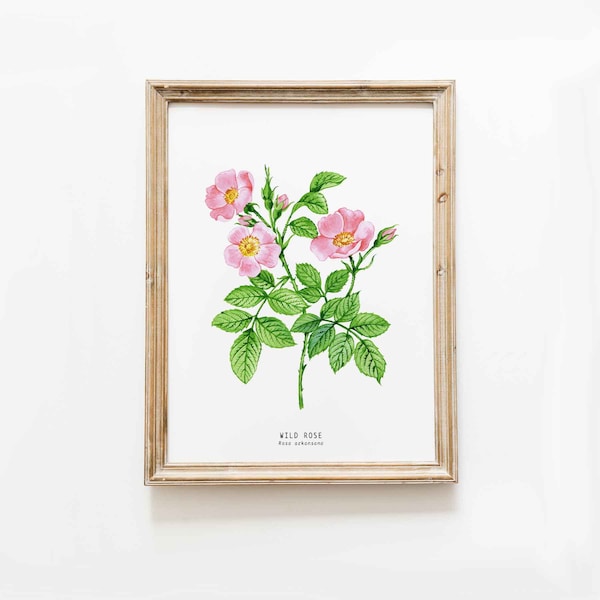 Wild Prairie Rose - Etsy