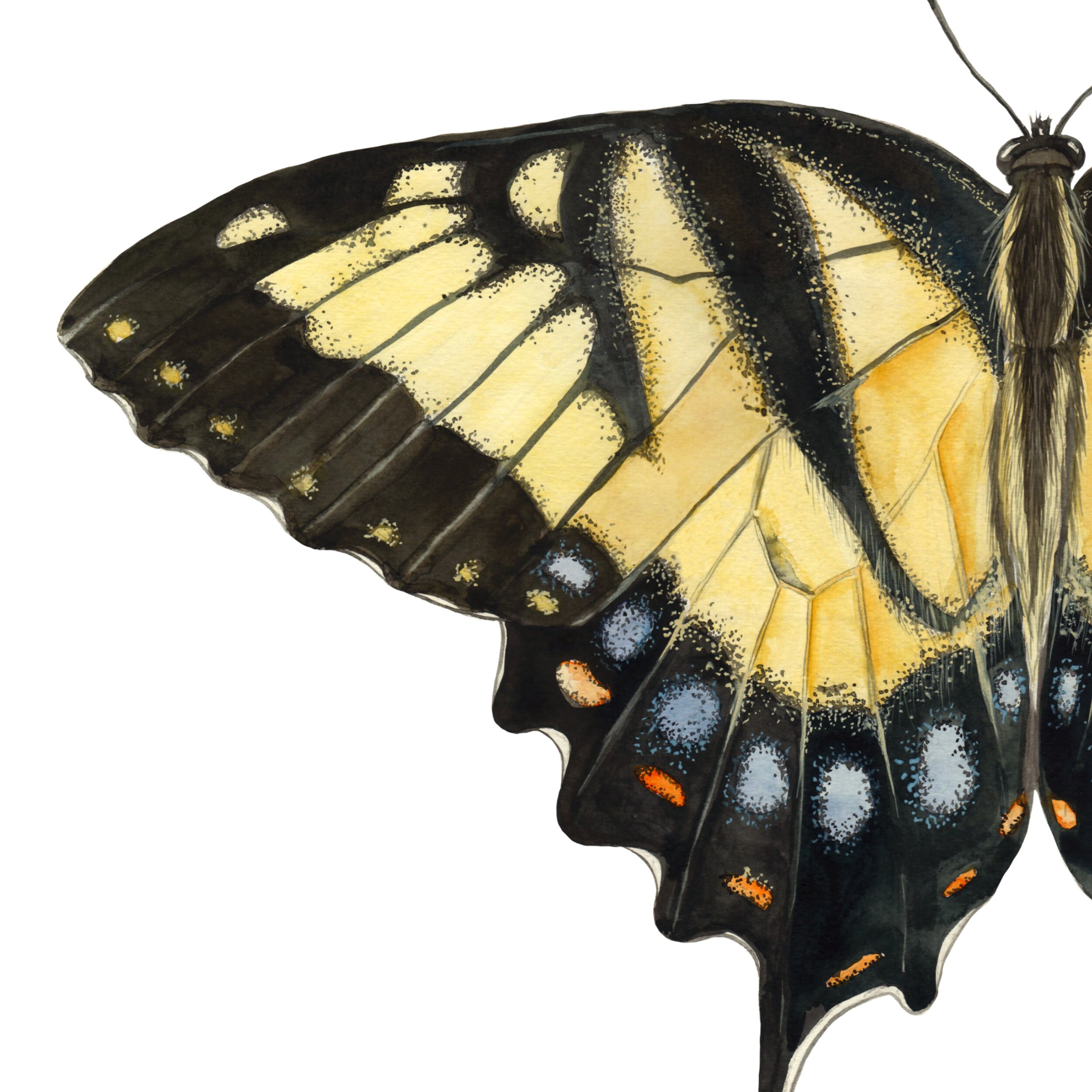 Eastern Tiger Swallowtail Print Papilio Glaucus North | Etsy