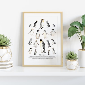 Penguin Species, Types Art Print | Ocean, Beach Living, Nursery, Kids ...