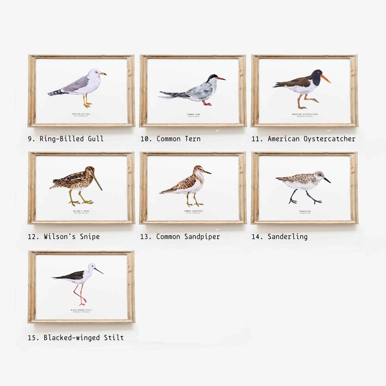 Set of 3 Shorebird Prints Three Print Set Nautical Wall | Etsy