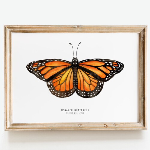 Monarch Butterfly Scientific Illustration