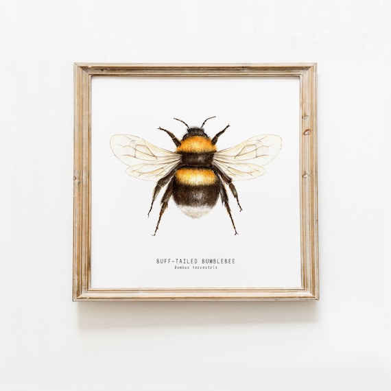 Buff-tailed Bumblebee Wall Decor Housewarming Gift Bee | Etsy