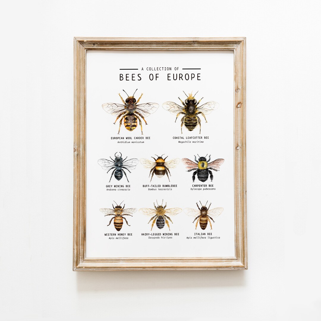 Bees of Europe Art Print | Homeschool Activities | Nature Play ...