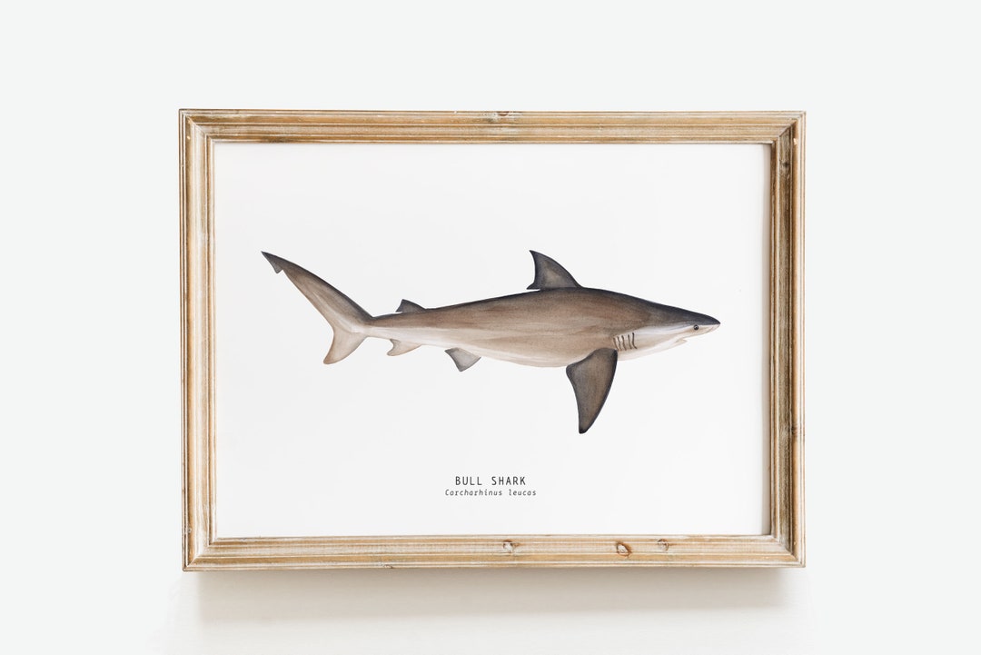 Bull Shark Hand Painted Watercolor Art Print | Oceanic Animals Poster ...