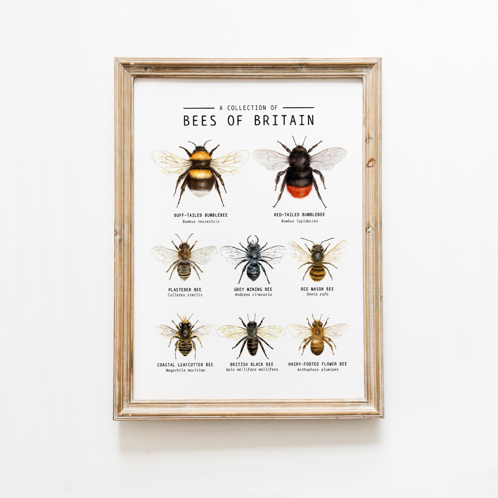 Bees of Britain Educational Classroom Poster | British Bees Wall Art ...