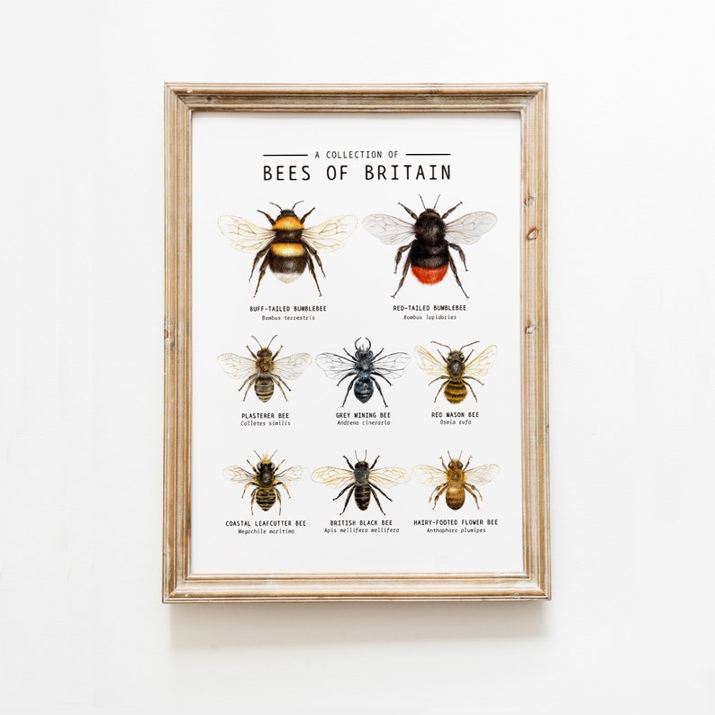 Bees of Britain Educational Classroom Poster British Bees | Etsy