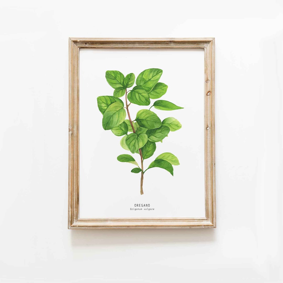 Oregano Herb Print | Kitchen Decor Herb Print | Homeschool Educational ...